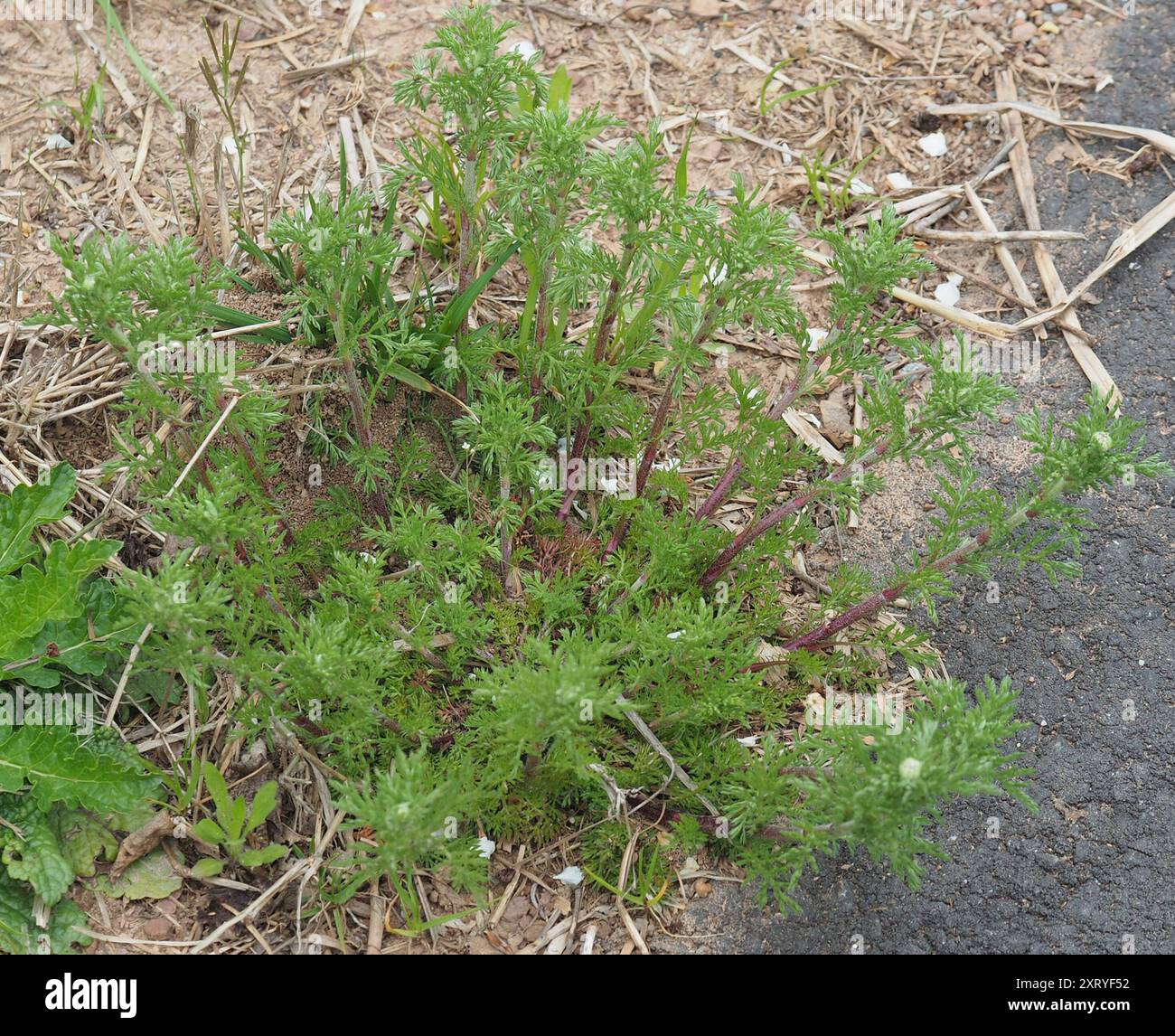 vascular plants (Tracheophyta) Plantae Stock Photo - Alamy