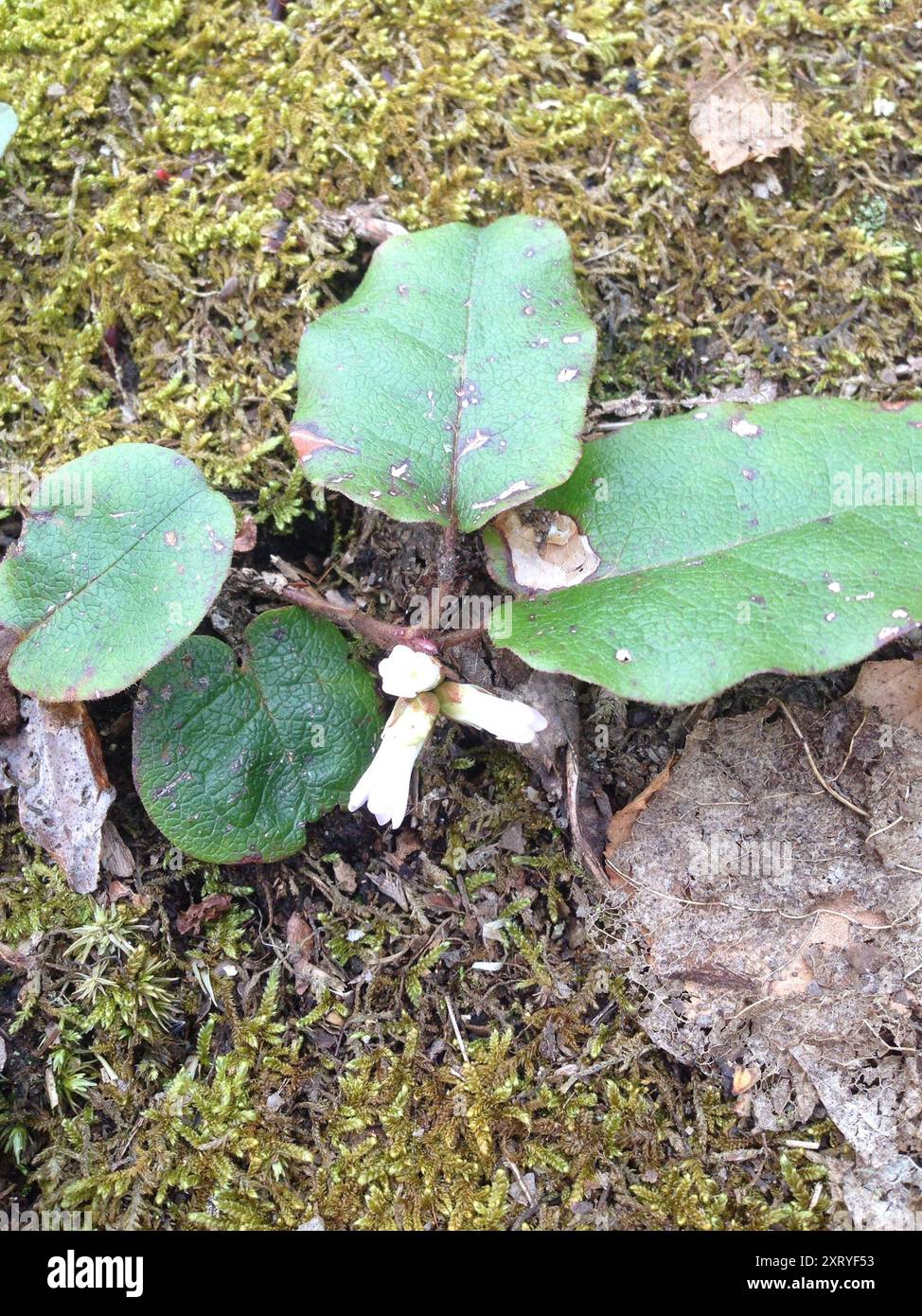 trailing arbutus (Epigaea repens) Plantae Stock Photo - Alamy