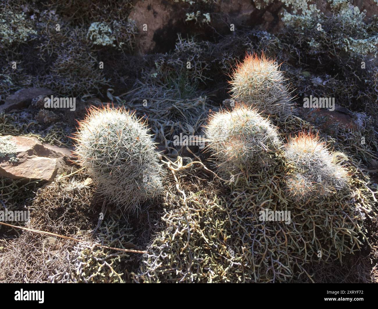 Organ Mountains Foxtail Cactus (Escobaria organensis) Plantae Stock ...