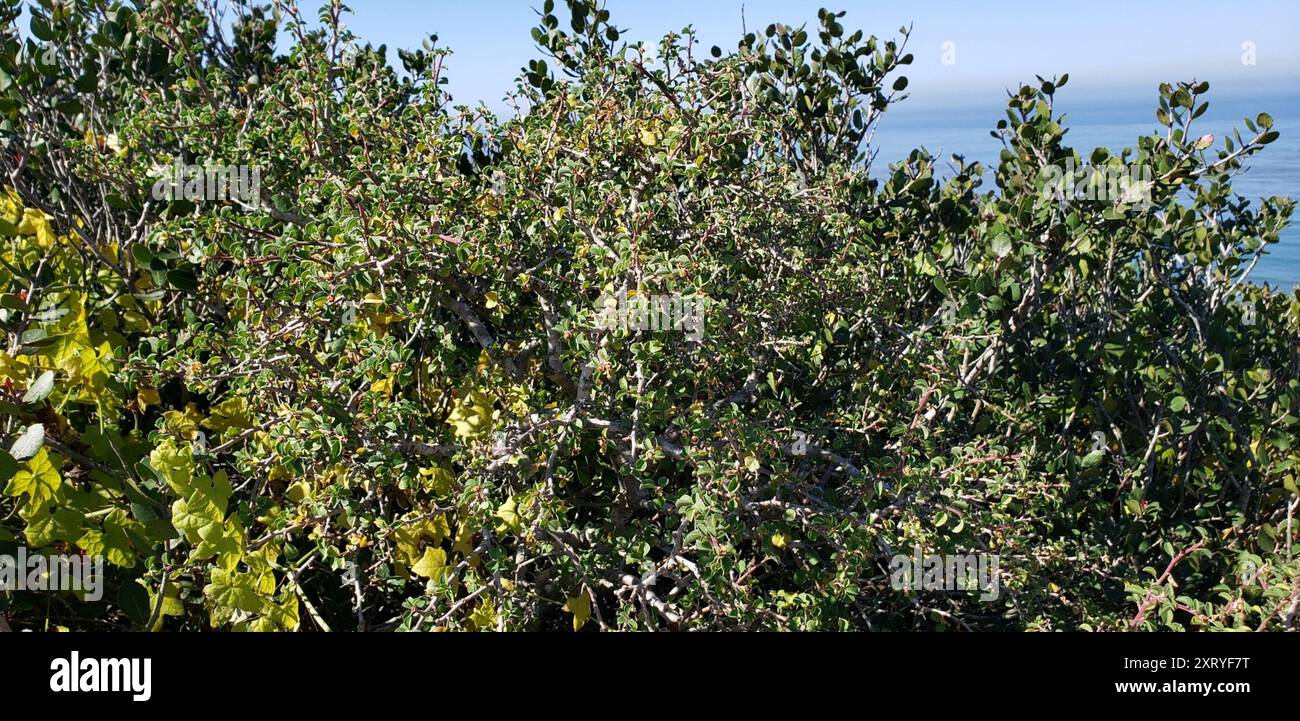 cliff spurge (Euphorbia misera) Plantae Stock Photo - Alamy