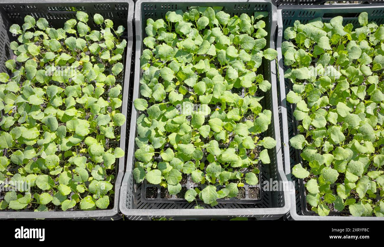 Organic vegetable seedlings in containers, selective focus Stock Photo ...