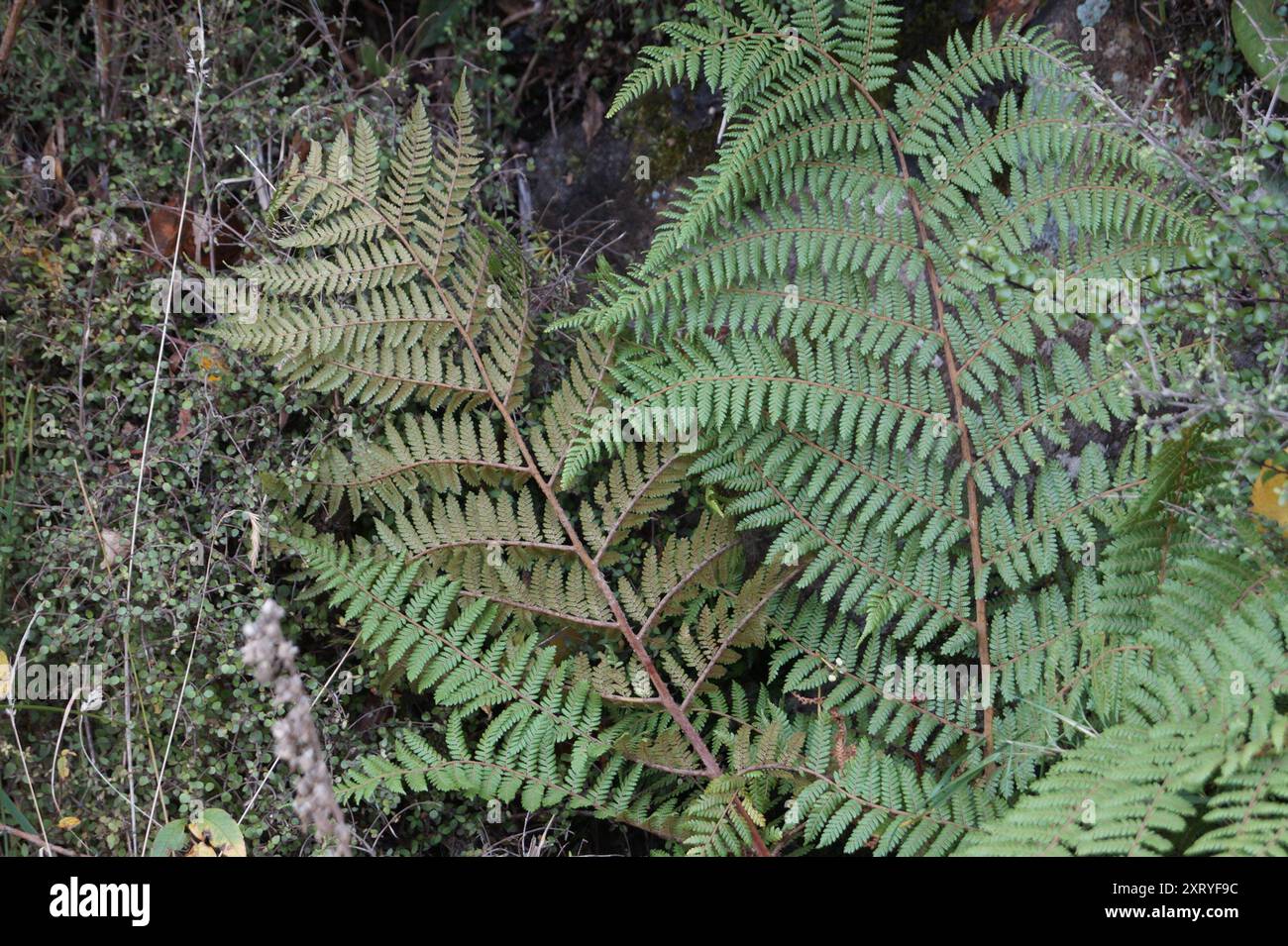 Smith's tree fern (Cyathea smithii) Plantae Stock Photo - Alamy