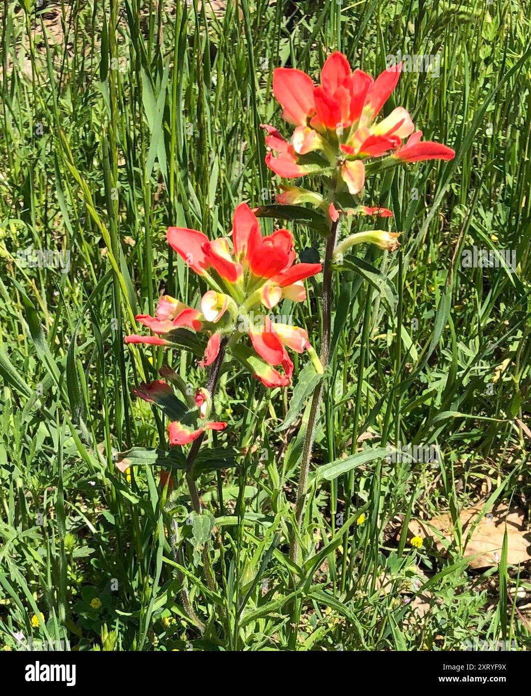 Texas Paintbrush (Castilleja indivisa) Plantae Stock Photo - Alamy
