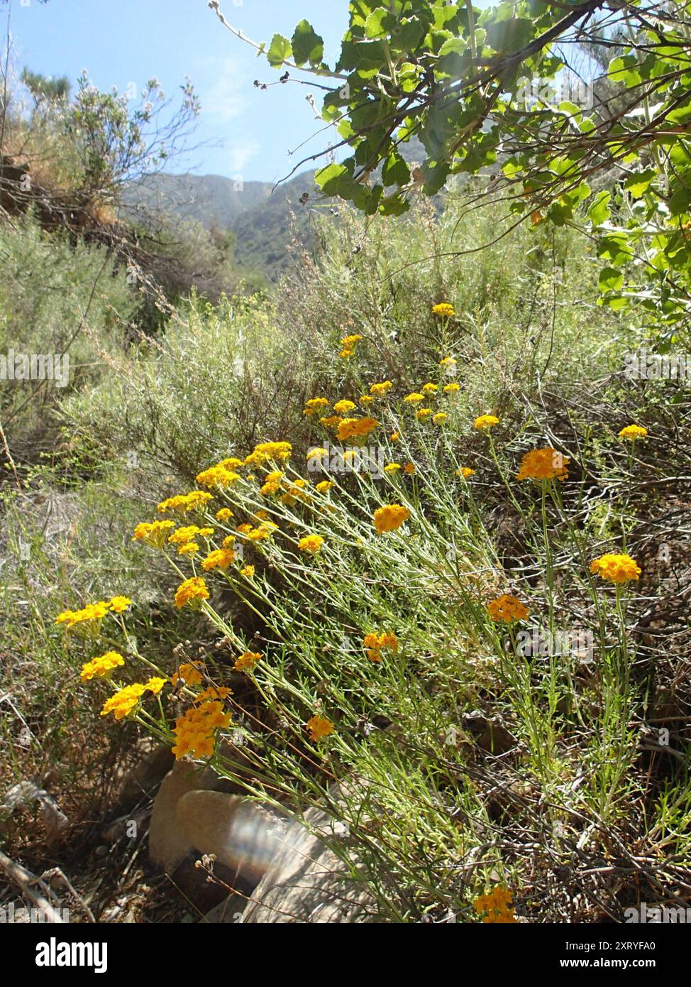 Golden Yarrow (Eriophyllum confertiflorum) Plantae Stock Photo - Alamy
