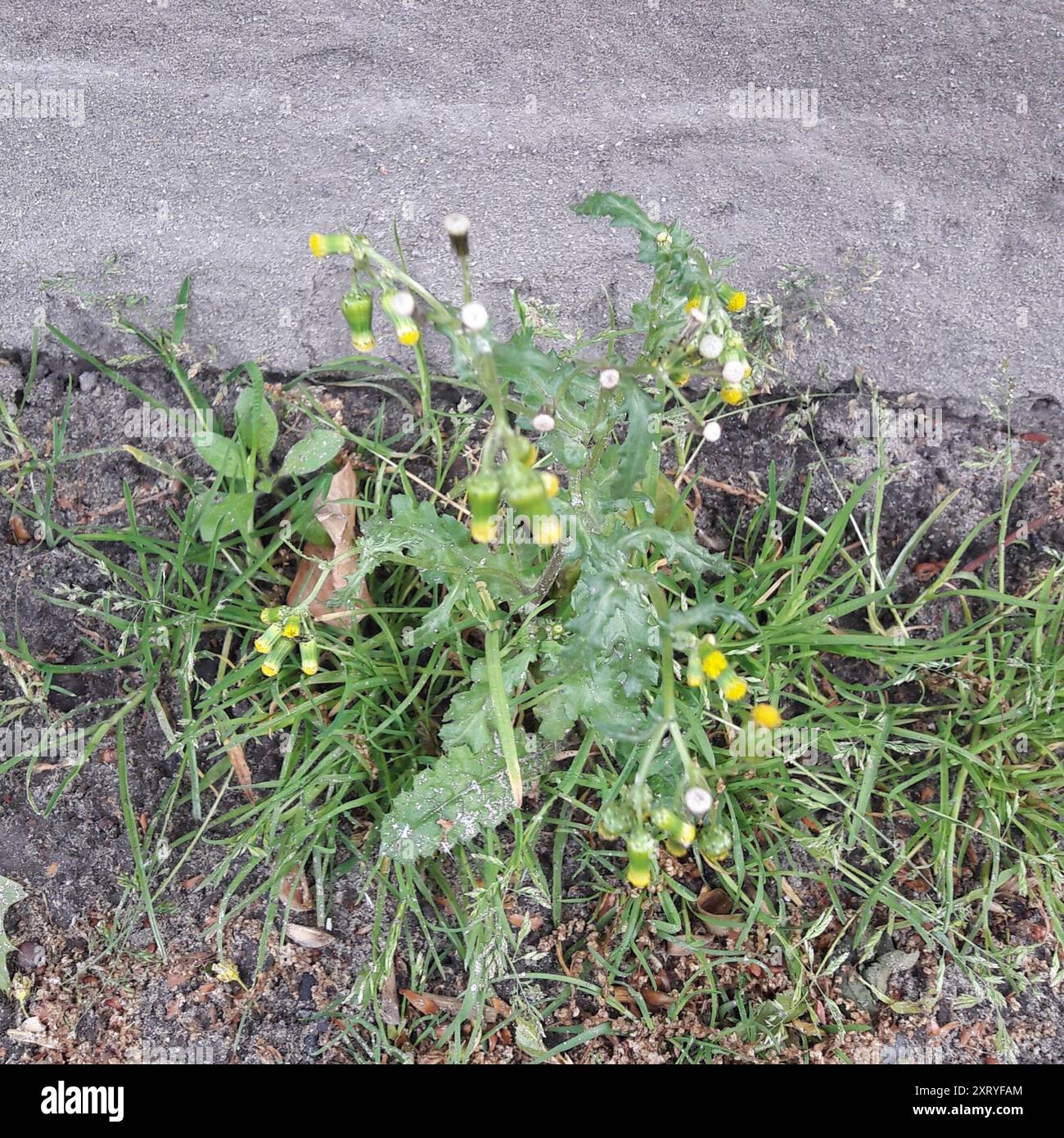 common groundsel (Senecio vulgaris) Plantae Stock Photo - Alamy
