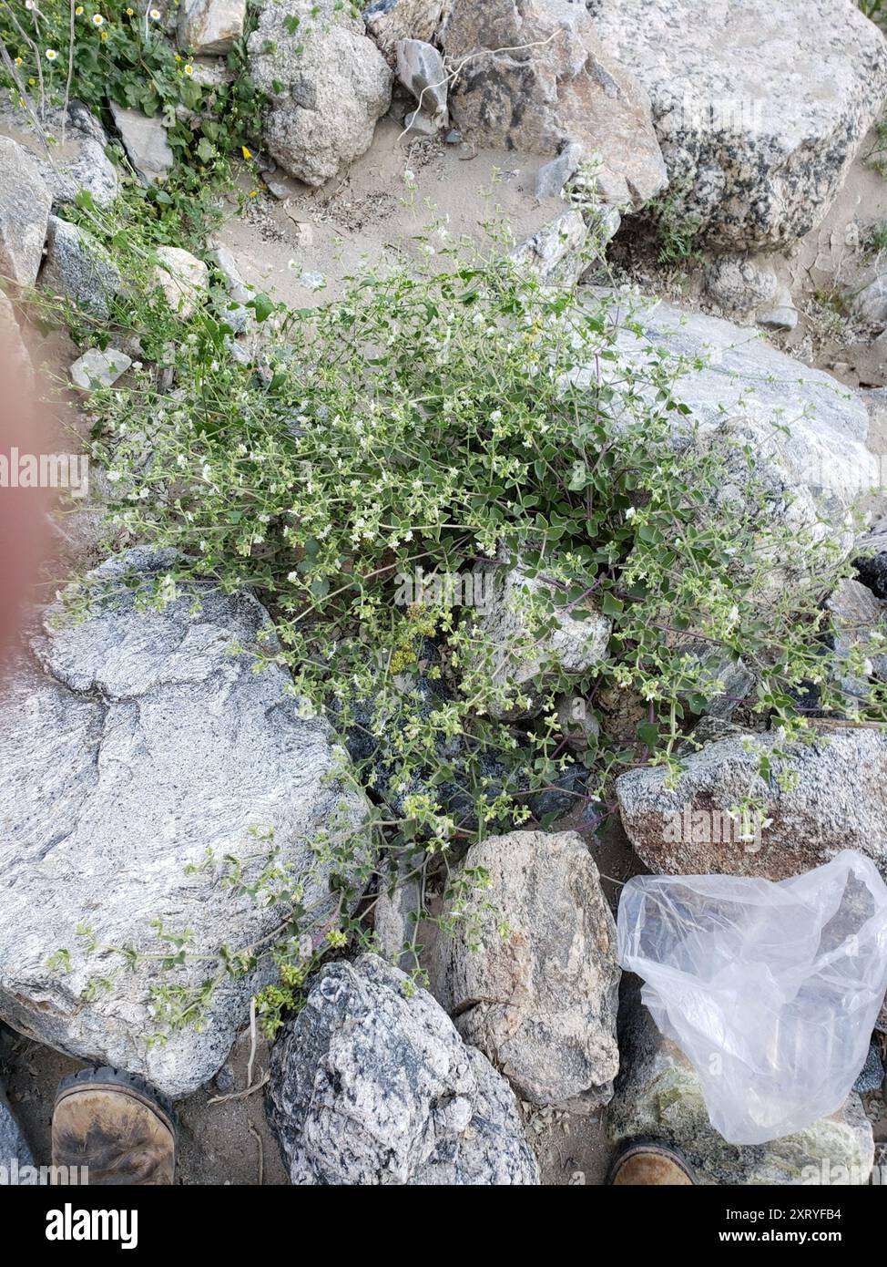 Wishbone Bush (Mirabilis laevis) Plantae Stock Photo - Alamy
