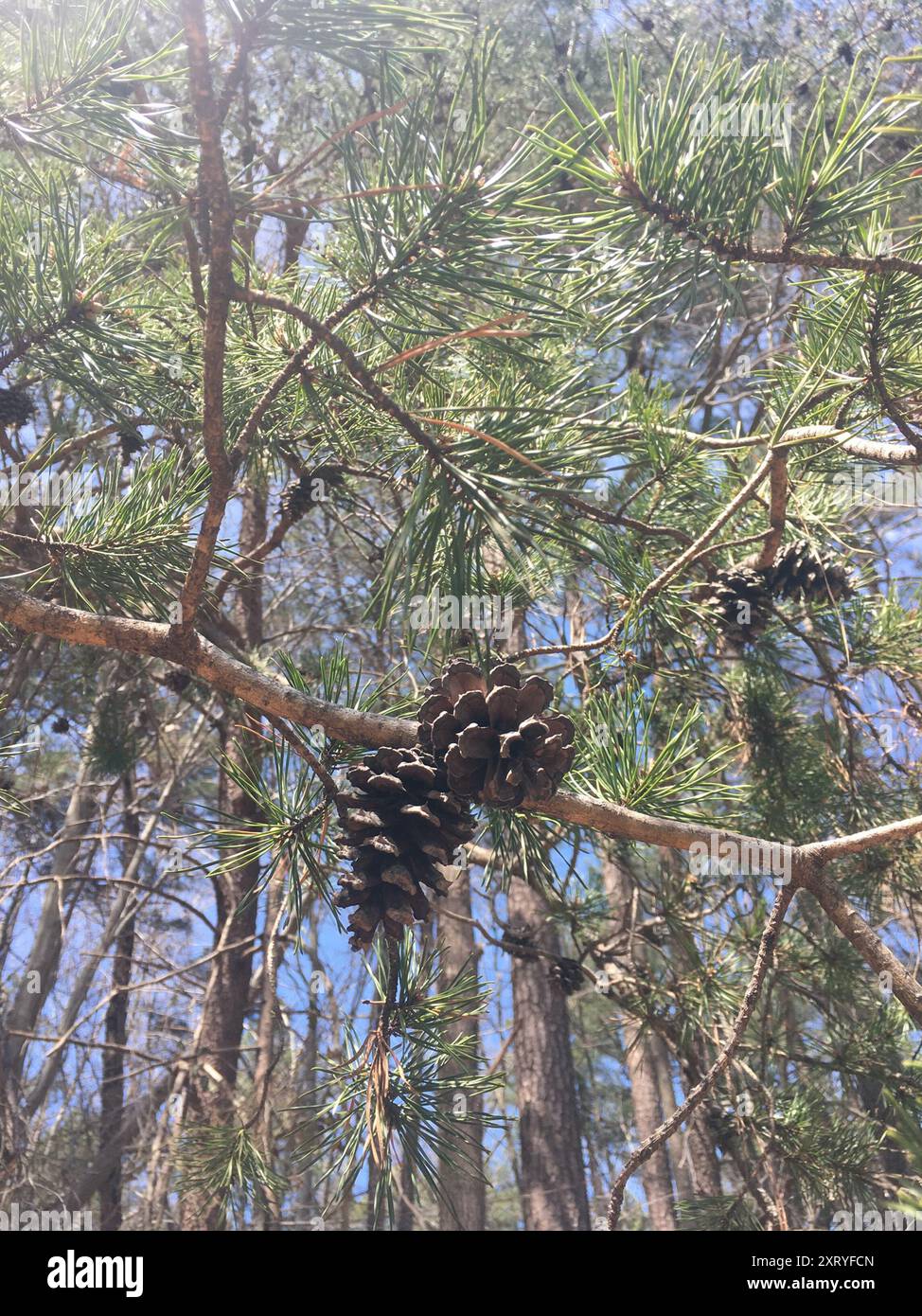 Virginia pine (Pinus virginiana) Plantae Stock Photo - Alamy