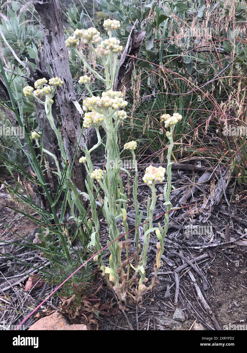 rabbit-tobaccos (Pseudognaphalium) Plantae Stock Photo - Alamy
