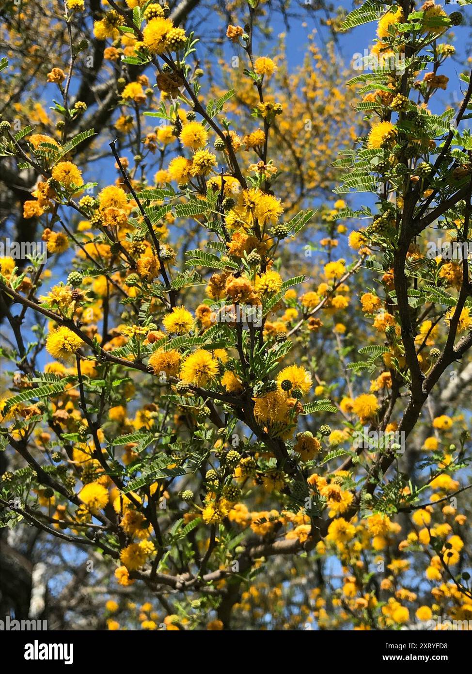 Sweet acacia (Vachellia farnesiana) Plantae Stock Photo - Alamy