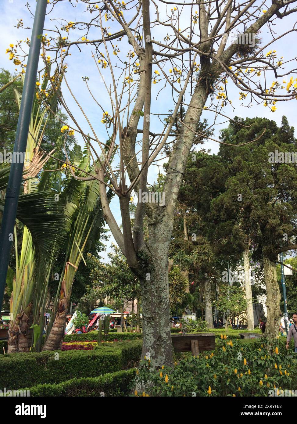 Buttercup Tree (Cochlospermum vitifolium) Plantae Stock Photo - Alamy