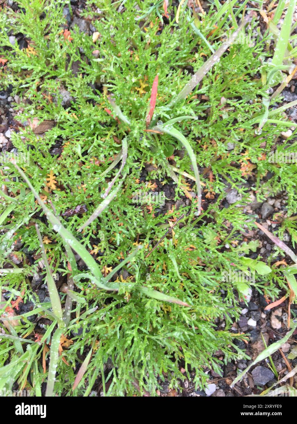 vascular plants (Tracheophyta) Plantae Stock Photo - Alamy