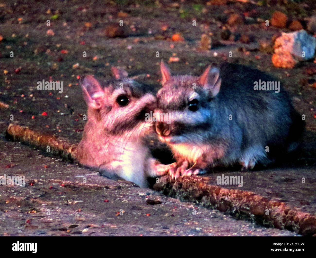 Plains viscacha hi-res stock photography and images - Alamy