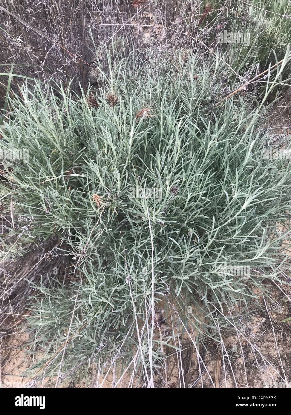 California Aster (Corethrogyne filaginifolia) Plantae Stock Photo - Alamy