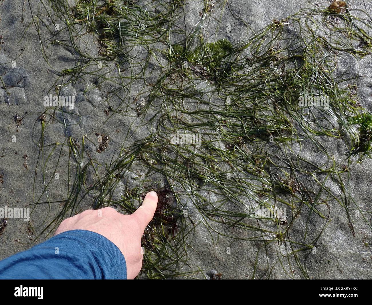 Japanese Eelgrass (Zostera japonica) Plantae Stock Photo - Alamy