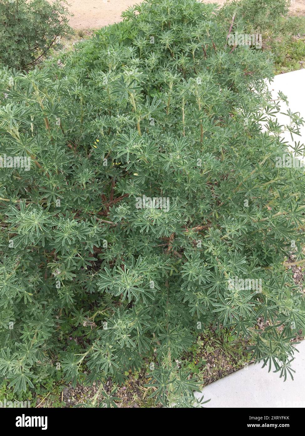 coastal bush lupine (Lupinus arboreus) Plantae Stock Photo - Alamy