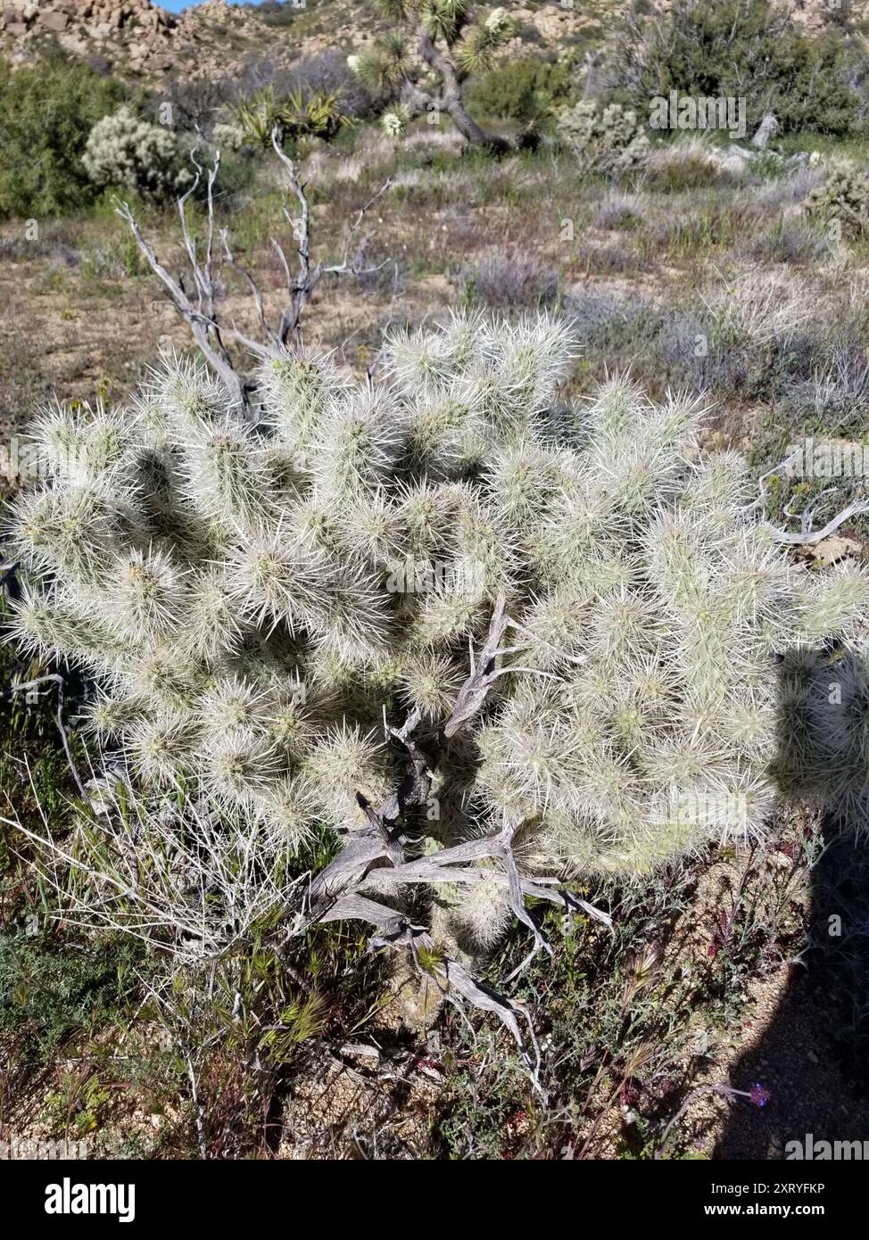 Silver Cholla (Cylindropuntia echinocarpa) Plantae Stock Photo - Alamy