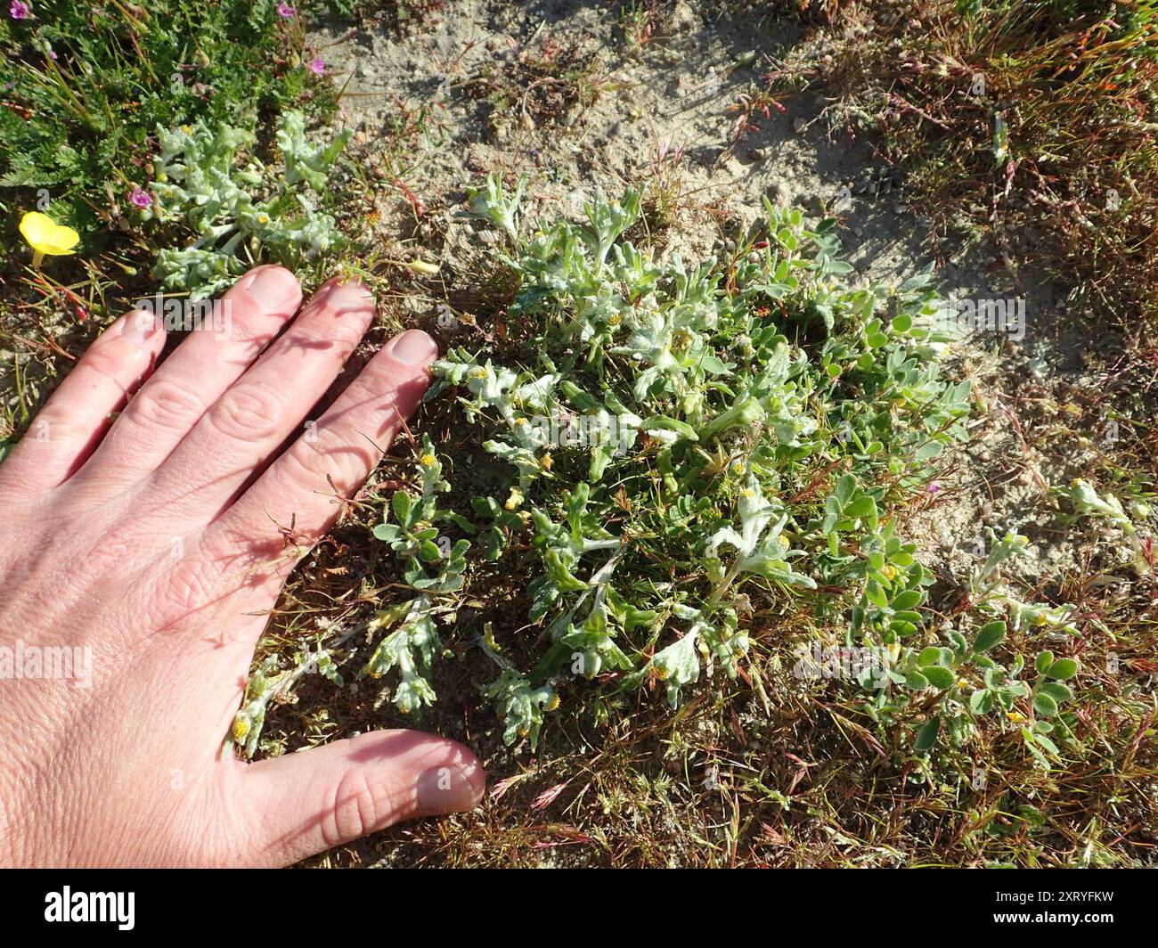 San Joaquin Woollythreads (Monolopia congdonii) Plantae Stock Photo - Alamy