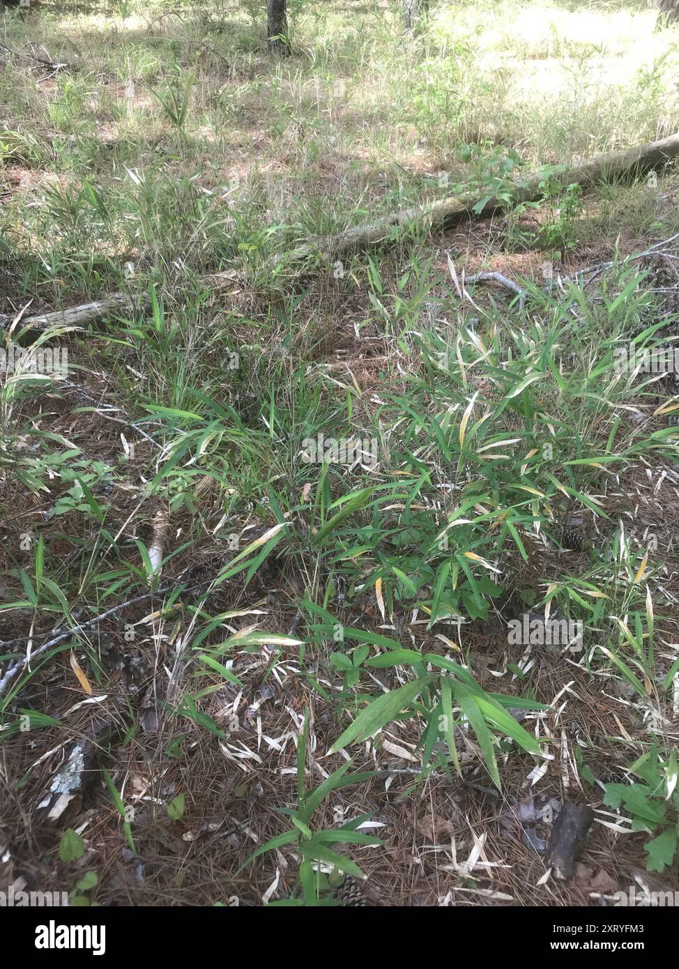 switch cane (Arundinaria tecta) Plantae Stock Photo - Alamy