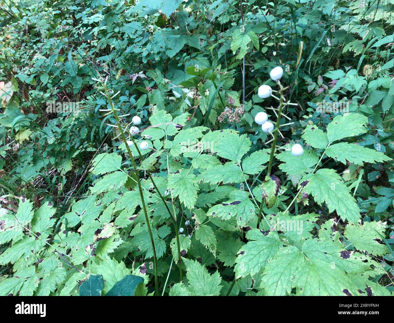 white-fruited red baneberry (Actaea rubra neglecta) Plantae Stock Photo ...