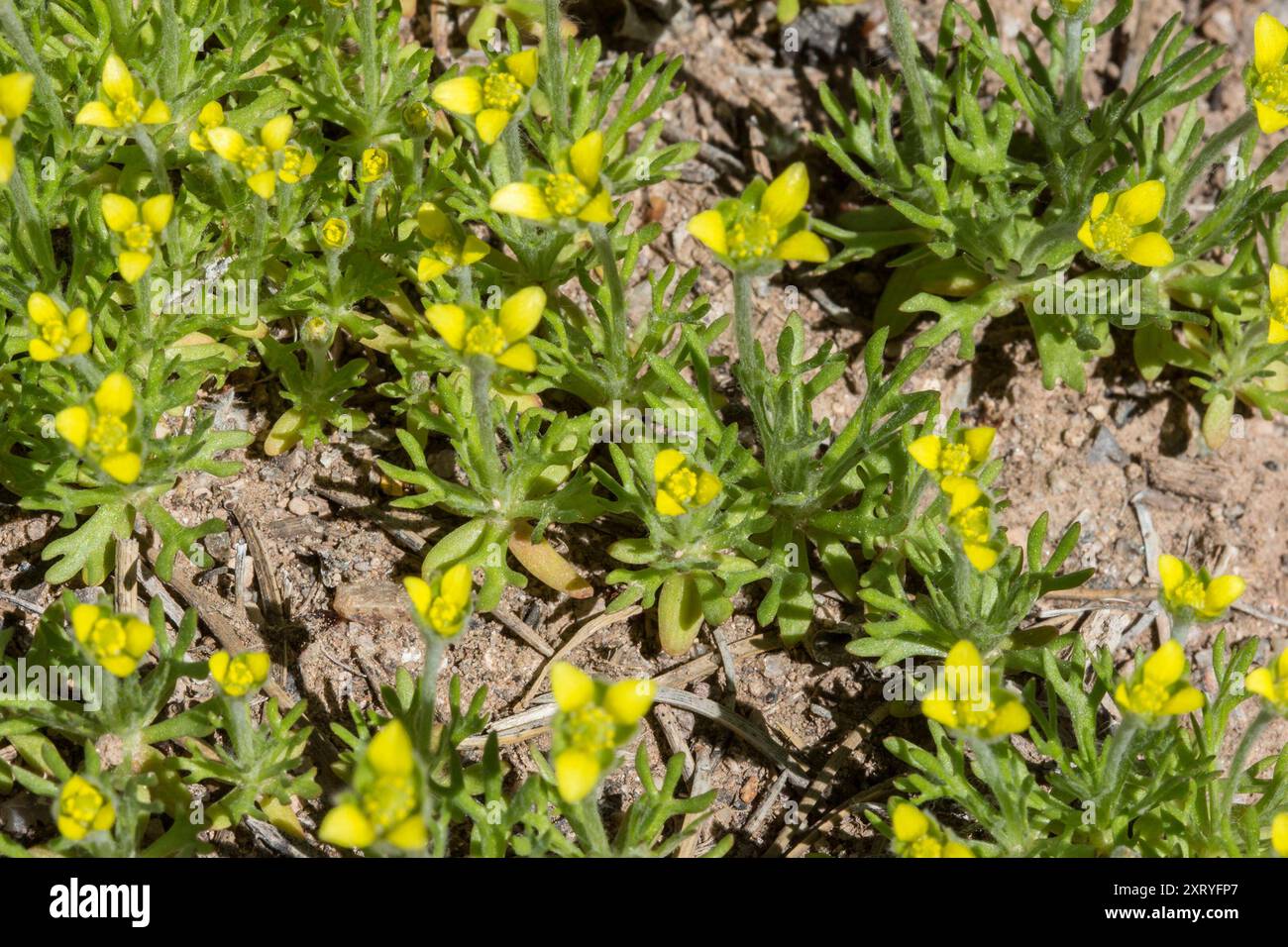 Curveseed Butterwort (Ceratocephala testiculata) Plantae Stock Photo ...