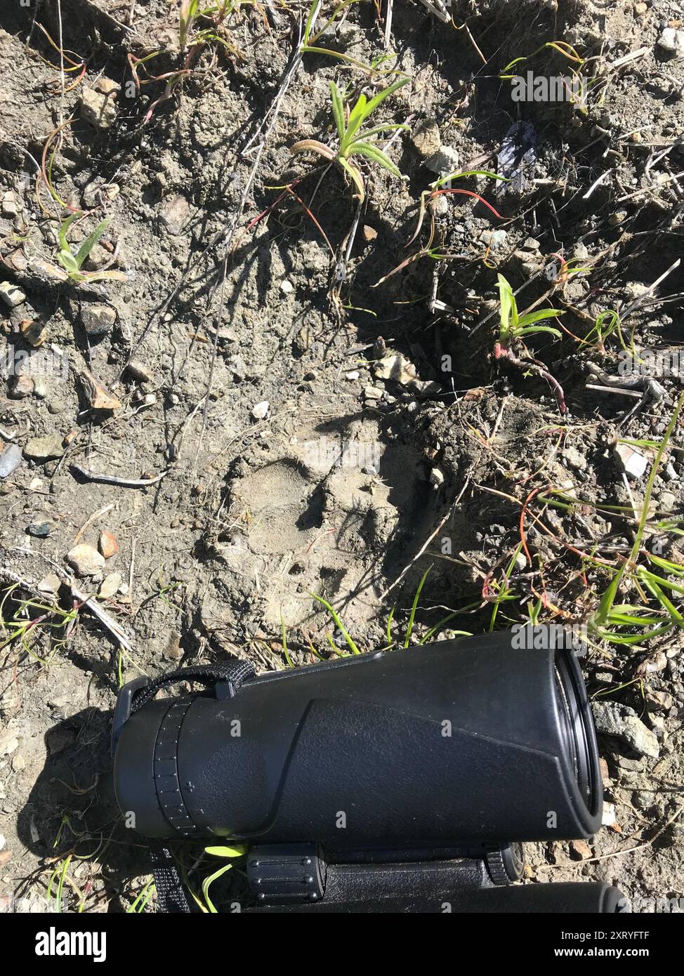 Carnivorans (Carnivora) Mammalia Stock Photo - Alamy