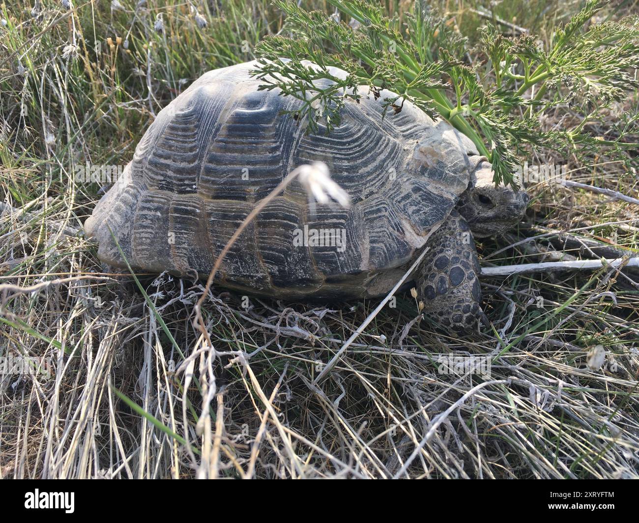 Greek Tortoise (Testudo graeca) Reptilia Stock Photo - Alamy