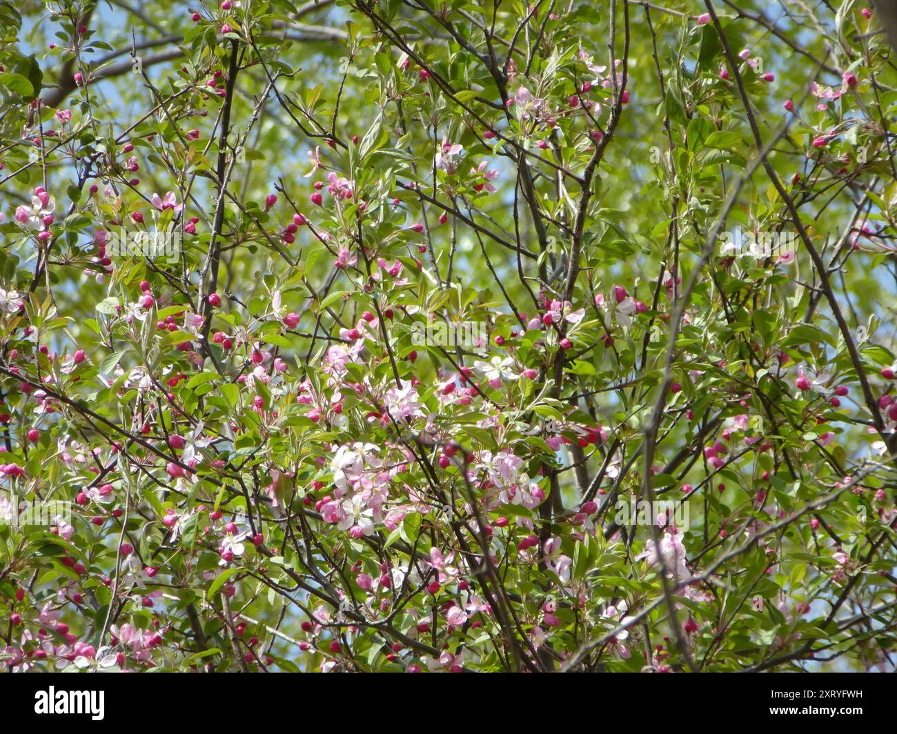 European Wild Apple (Malus sylvestris) Plantae Stock Photo - Alamy