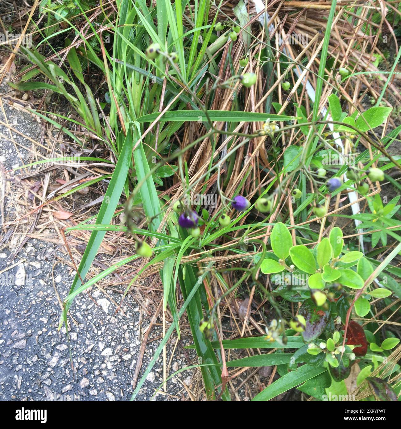 cerulean flax-lily (Dianella ensifolia) Plantae Stock Photo - Alamy