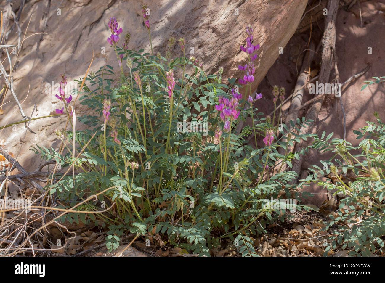 Boreal Sweet-vetch (Hedysarum boreale) Plantae Stock Photo - Alamy