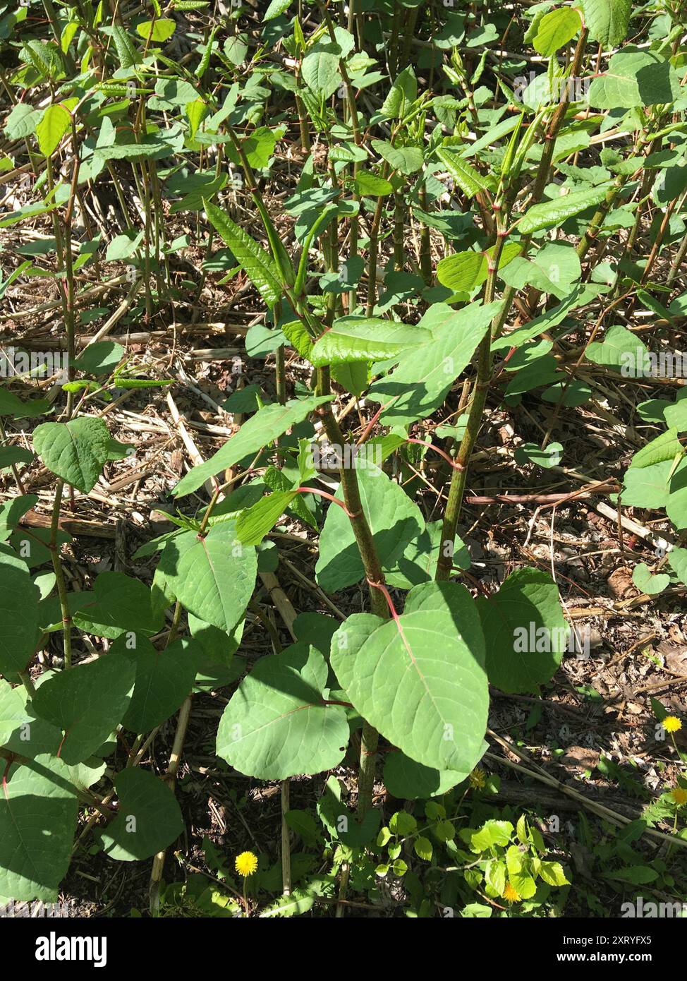 Giant Knotweed (Reynoutria sachalinensis) Plantae Stock Photo - Alamy