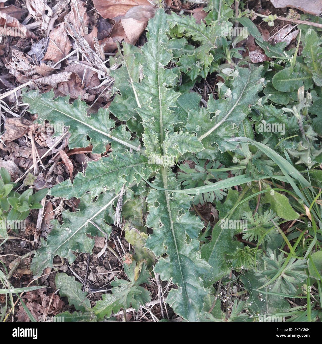 creeping thistle (Cirsium arvense) Plantae Stock Photo - Alamy