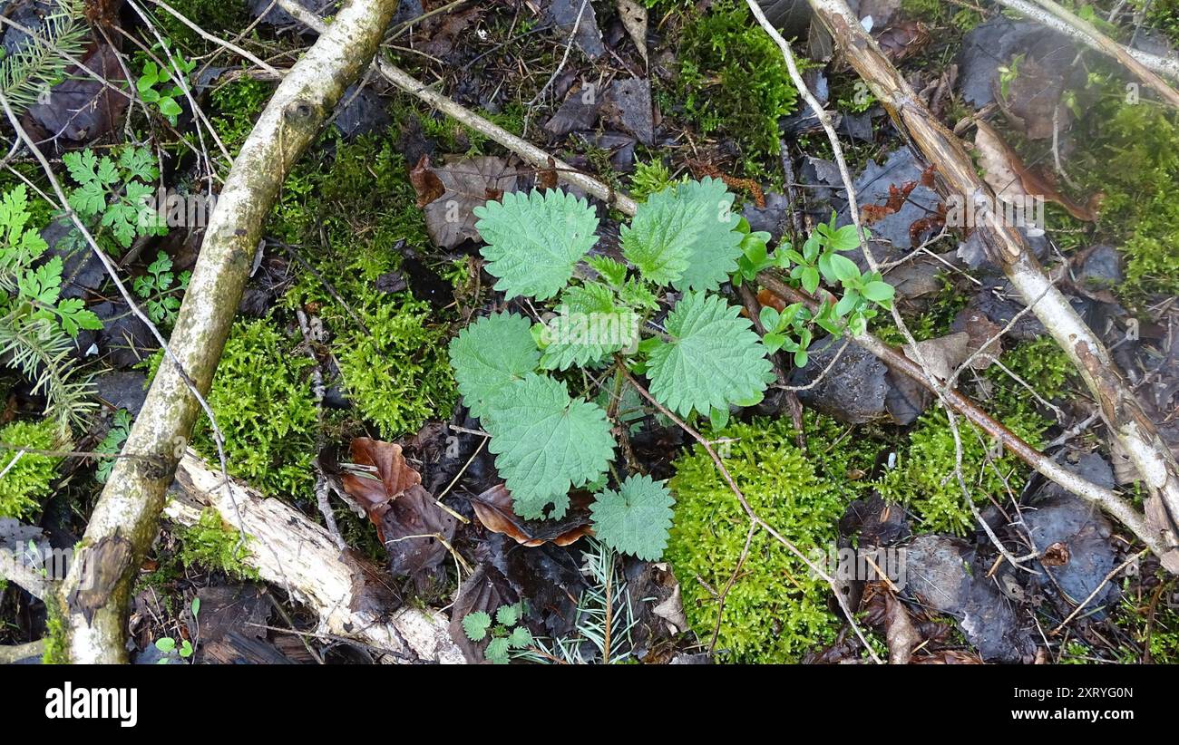 nettle family (Urticaceae) Plantae Stock Photo - Alamy