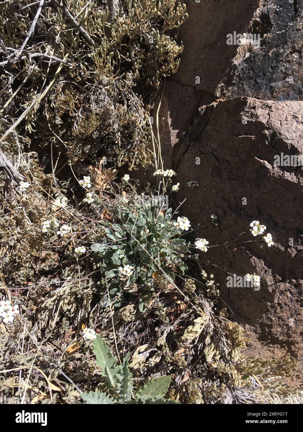 white bladderpod (Physaria purpurea) Plantae Stock Photo - Alamy