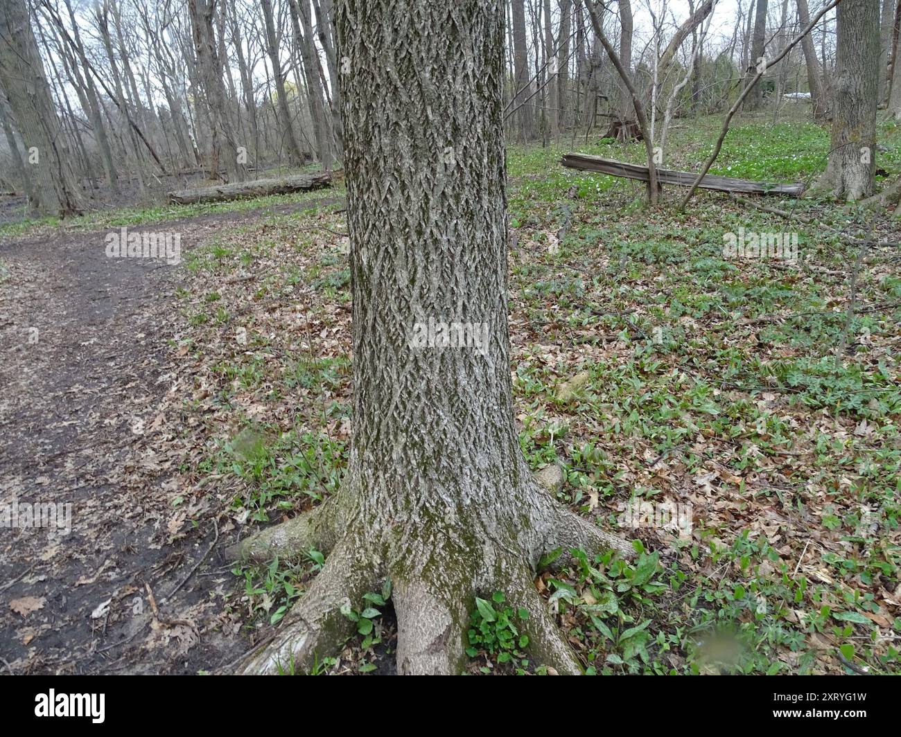 bitternut hickory (Carya cordiformis) Plantae Stock Photo - Alamy
