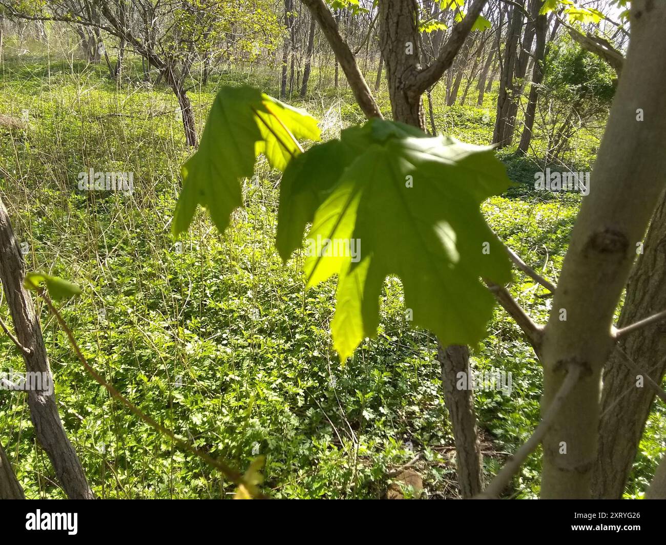 Norway maple (Acer platanoides) Plantae Stock Photo - Alamy