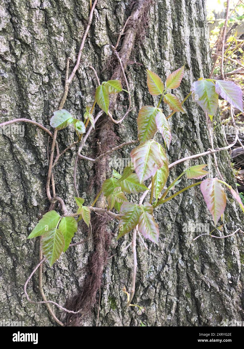eastern poison ivy (Toxicodendron radicans) Plantae Stock Photo - Alamy
