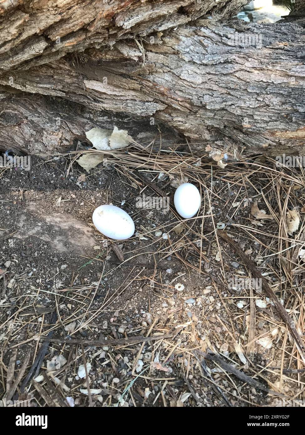 Birds (Aves) Aves Stock Photo - Alamy