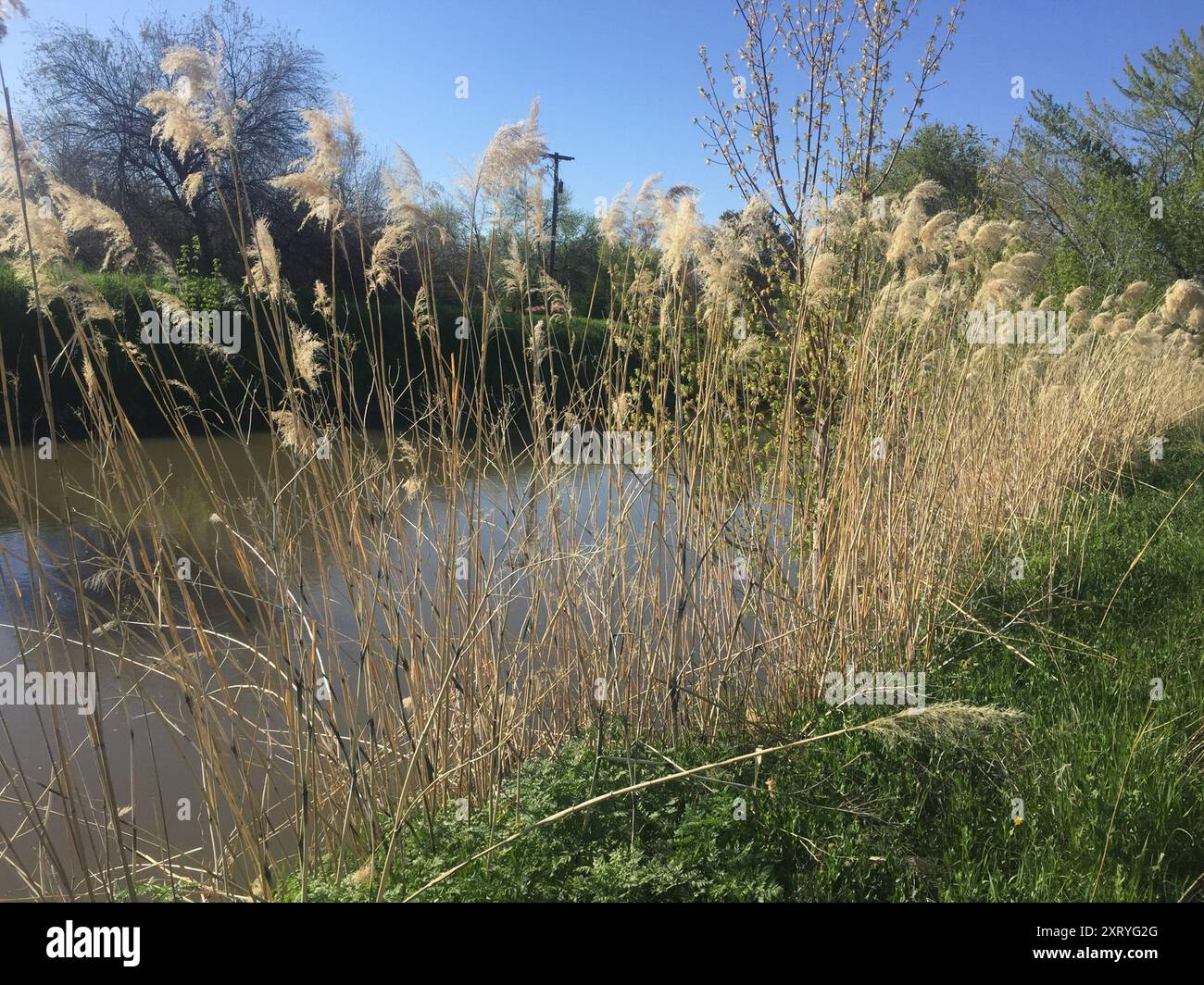 common reed (Phragmites australis) Plantae Stock Photo - Alamy