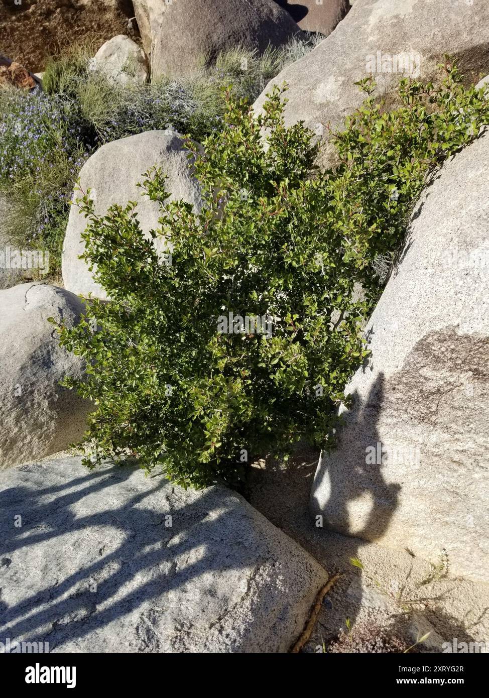 Desert Apricot (Prunus fremontii) Plantae Stock Photo - Alamy
