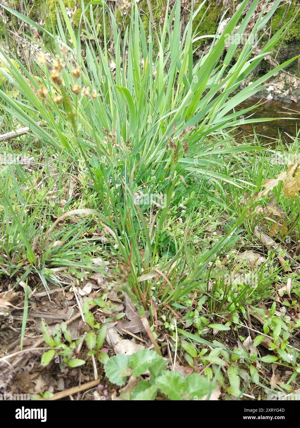 heath wood-rush (Luzula multiflora) Plantae Stock Photo - Alamy
