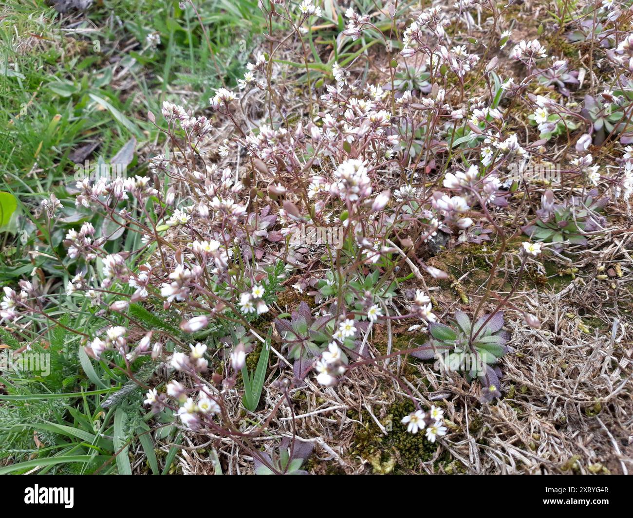 Common Whitlowgrass (Draba verna) Plantae Stock Photo - Alamy