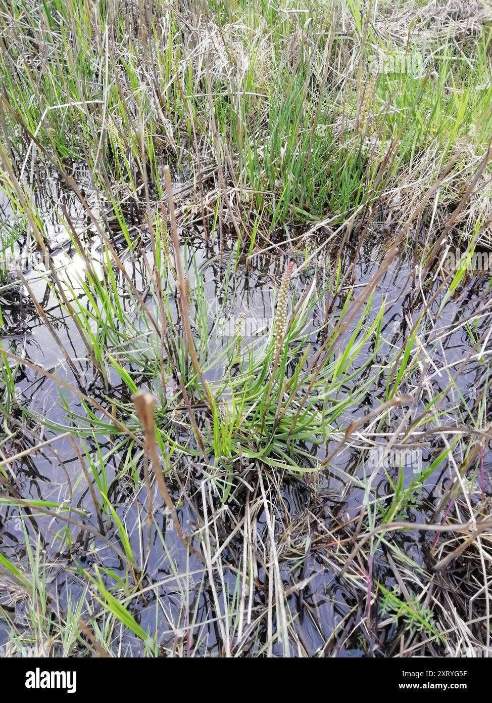 common arrowgrass (Triglochin maritima) Plantae Stock Photo - Alamy