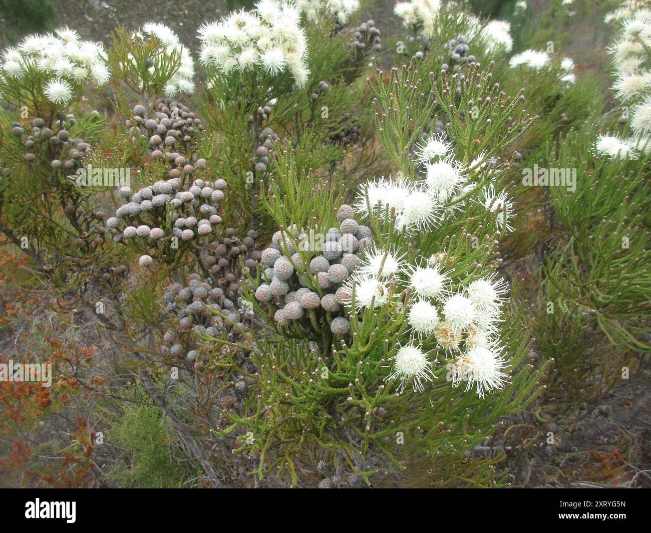 Cone Stompie (Brunia noduliflora) Plantae Stock Photo - Alamy