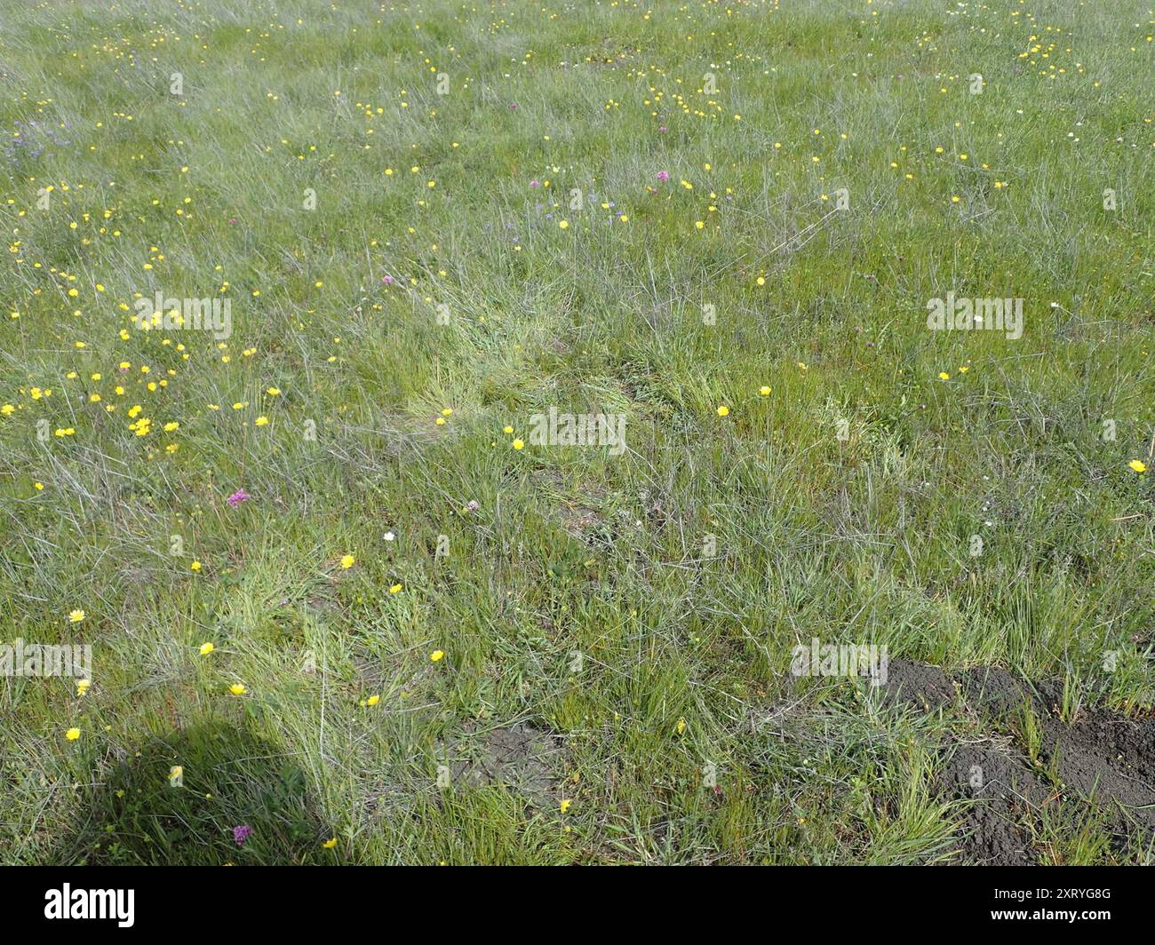 slender phlox (Microsteris gracilis) Plantae Stock Photo - Alamy