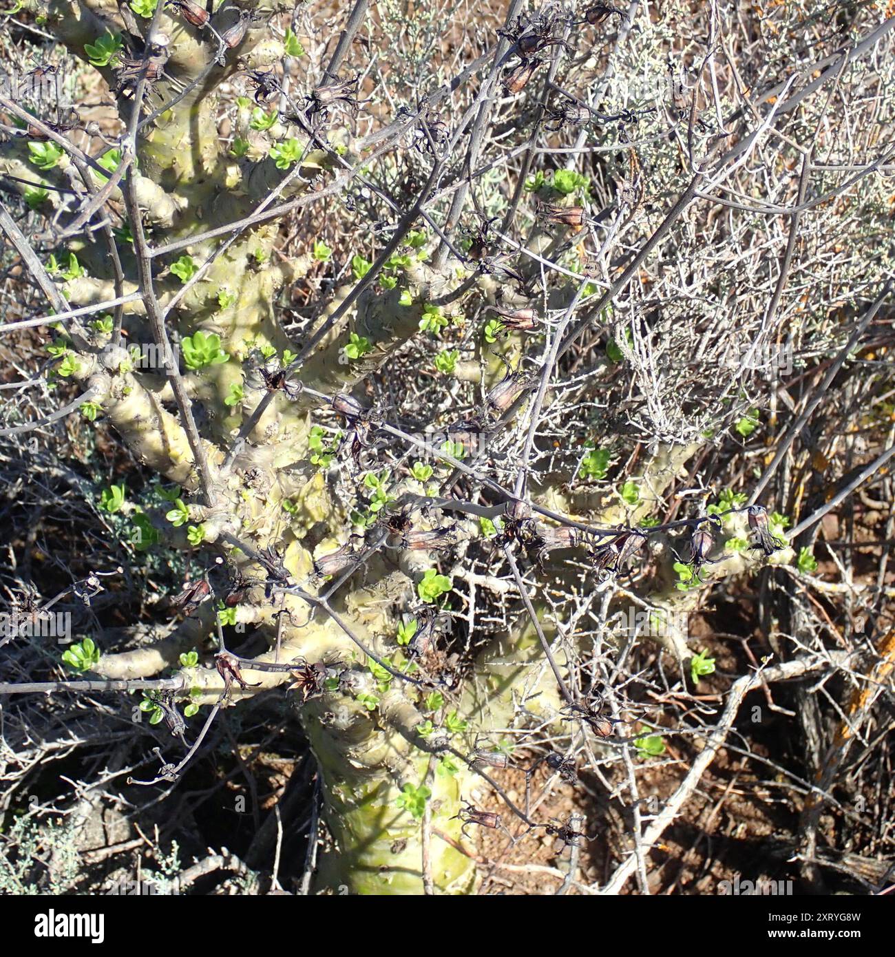 Botterboom (Tylecodon paniculatus) Plantae Stock Photo - Alamy