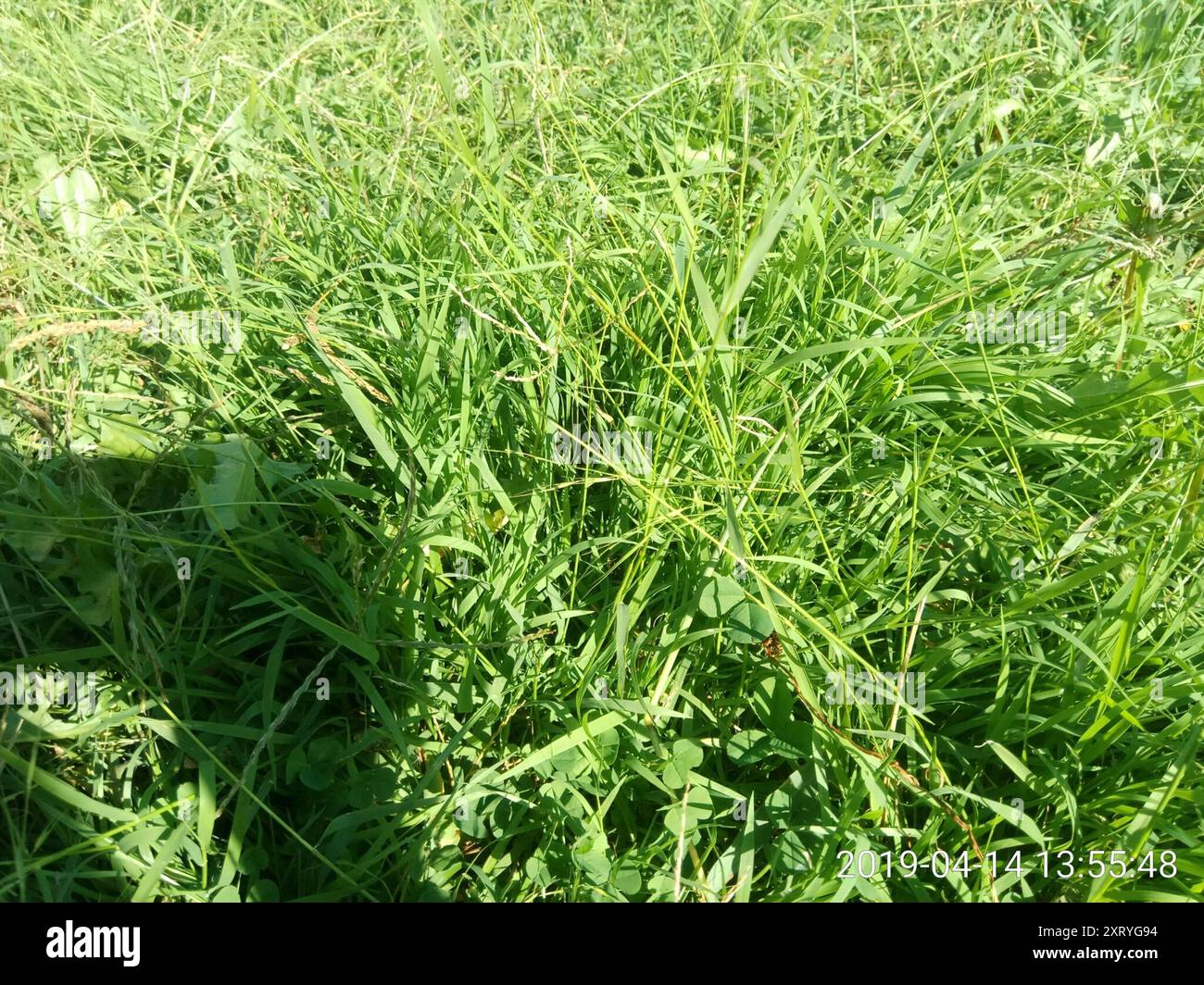 Weeping-grass (Microlaena stipoides) Plantae Stock Photo - Alamy