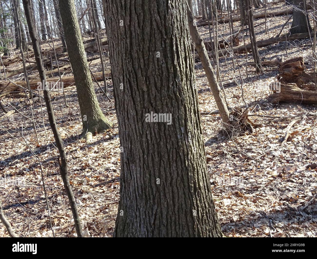 bur oak (Quercus macrocarpa) Plantae Stock Photo - Alamy