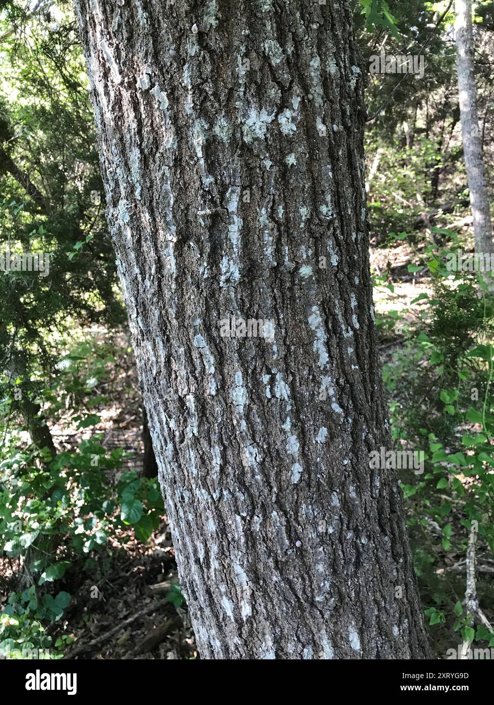 Shumard oak (Quercus shumardii) Plantae Stock Photo - Alamy