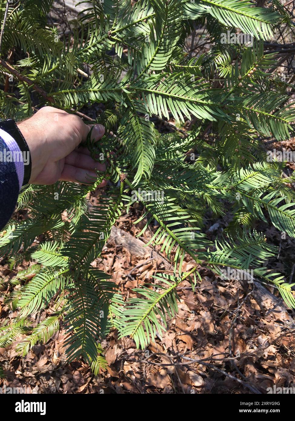 yew family (Taxaceae) Plantae Stock Photo - Alamy