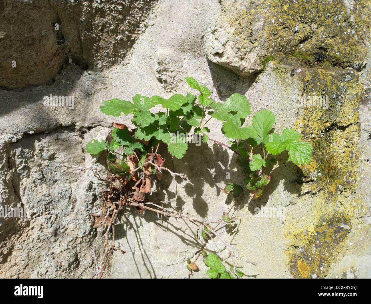 brambles (Rubus) Plantae Stock Photo - Alamy